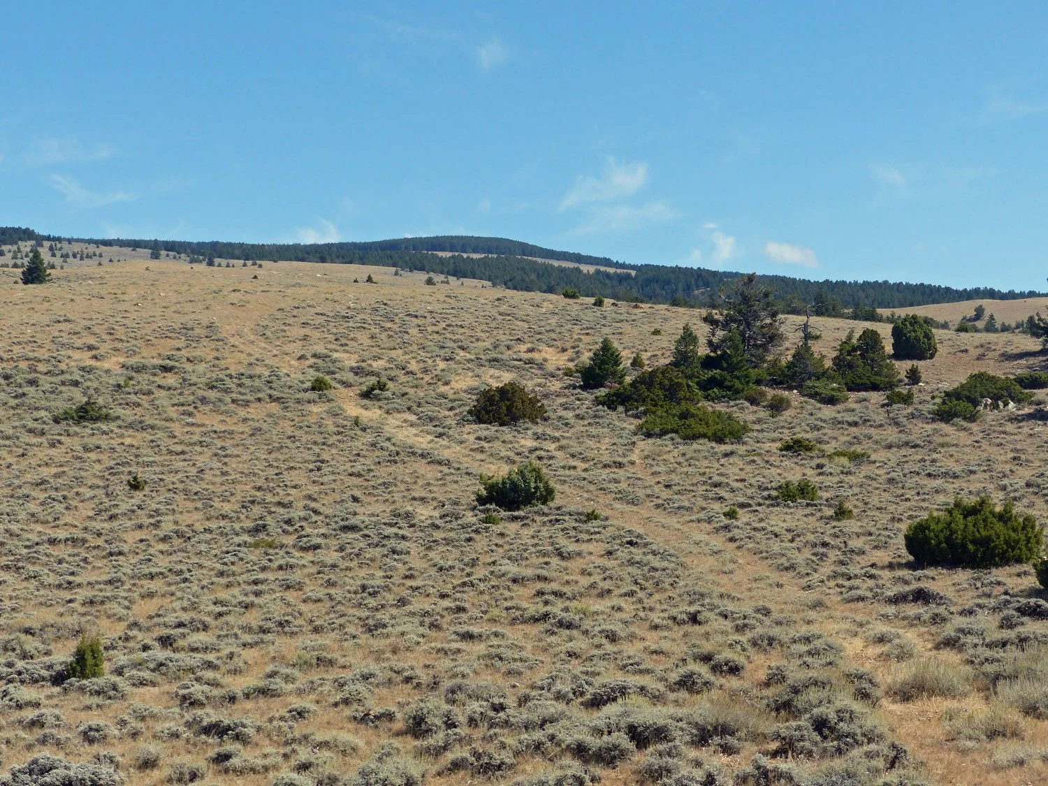 Water Canyon and Timber Canyon Trails — The Pryor Mountains