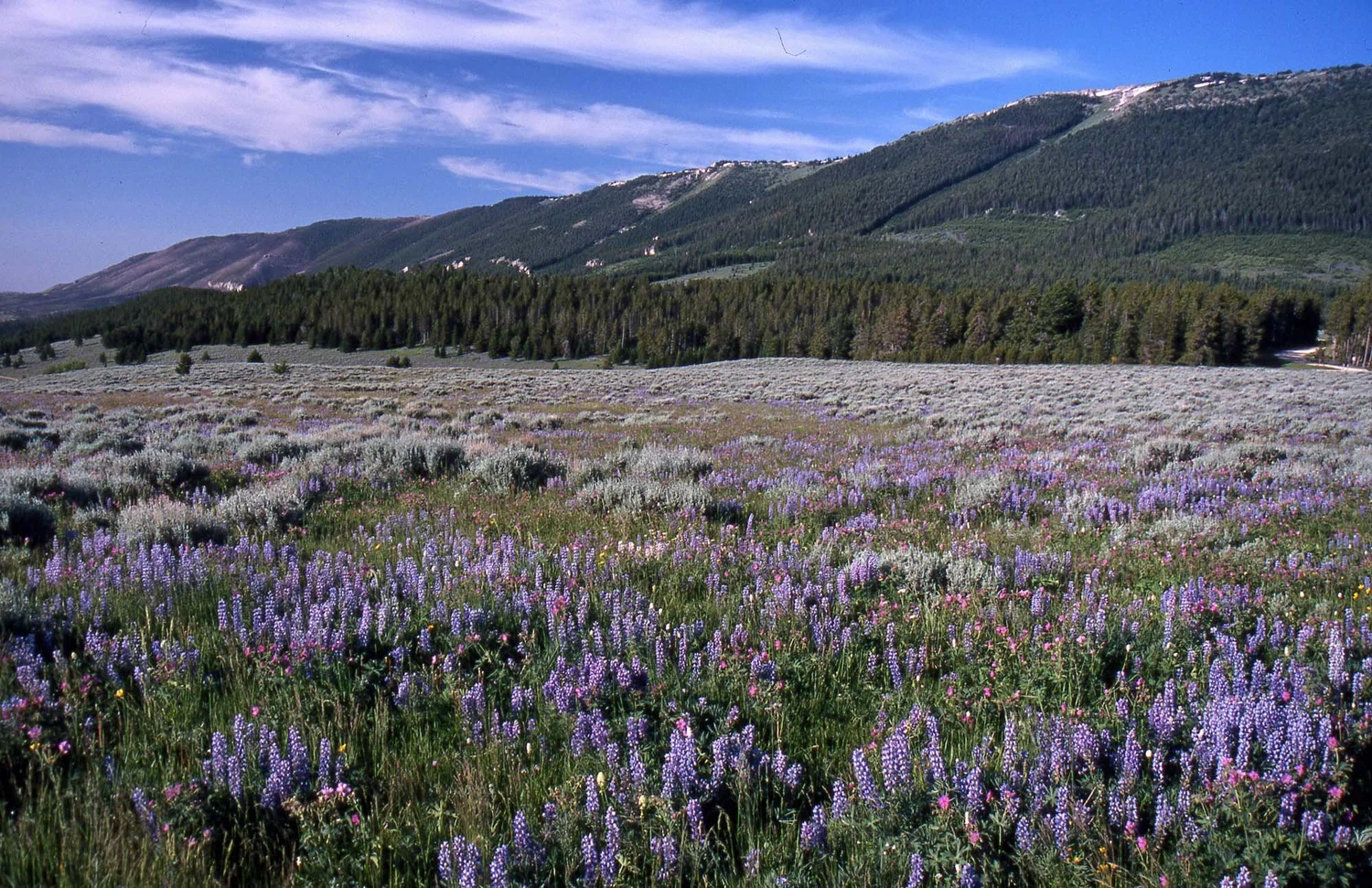 Why are the Pryors Special? — The Pryor Mountains