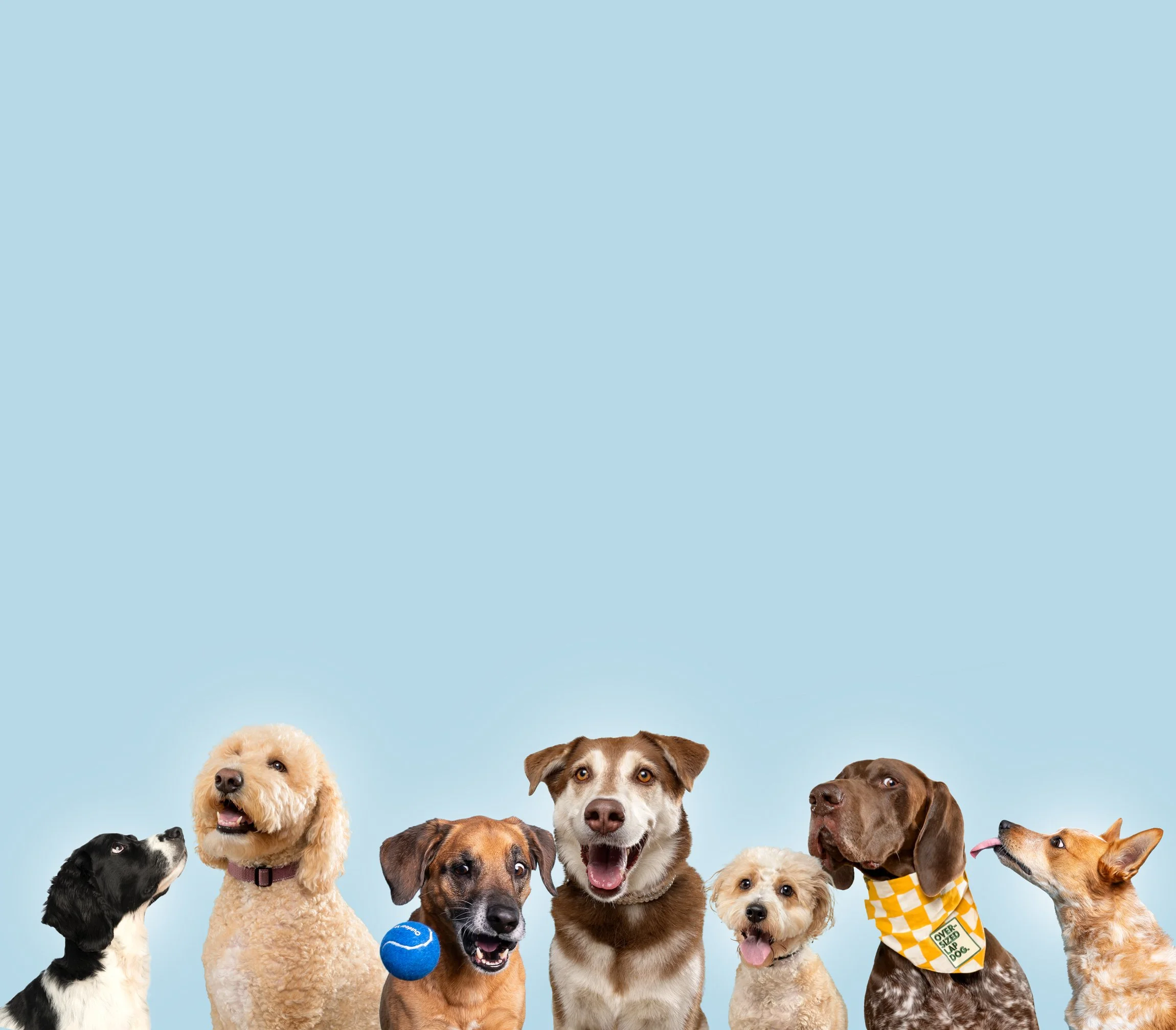 Premium Studio Dog Portraits | Minneapolis Dog Photographer