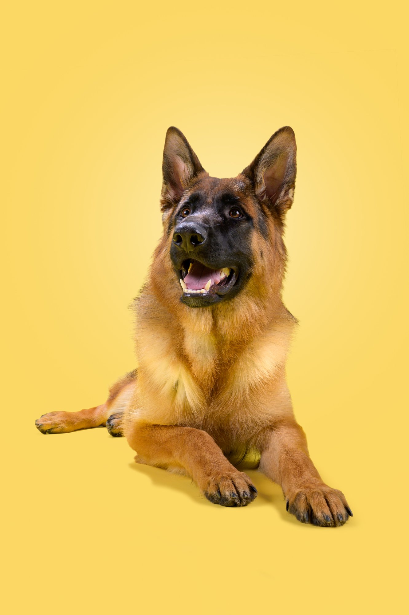 Studio Dog Photographer | Bre McGee - The Dog Photog - Minneapolis, St ...