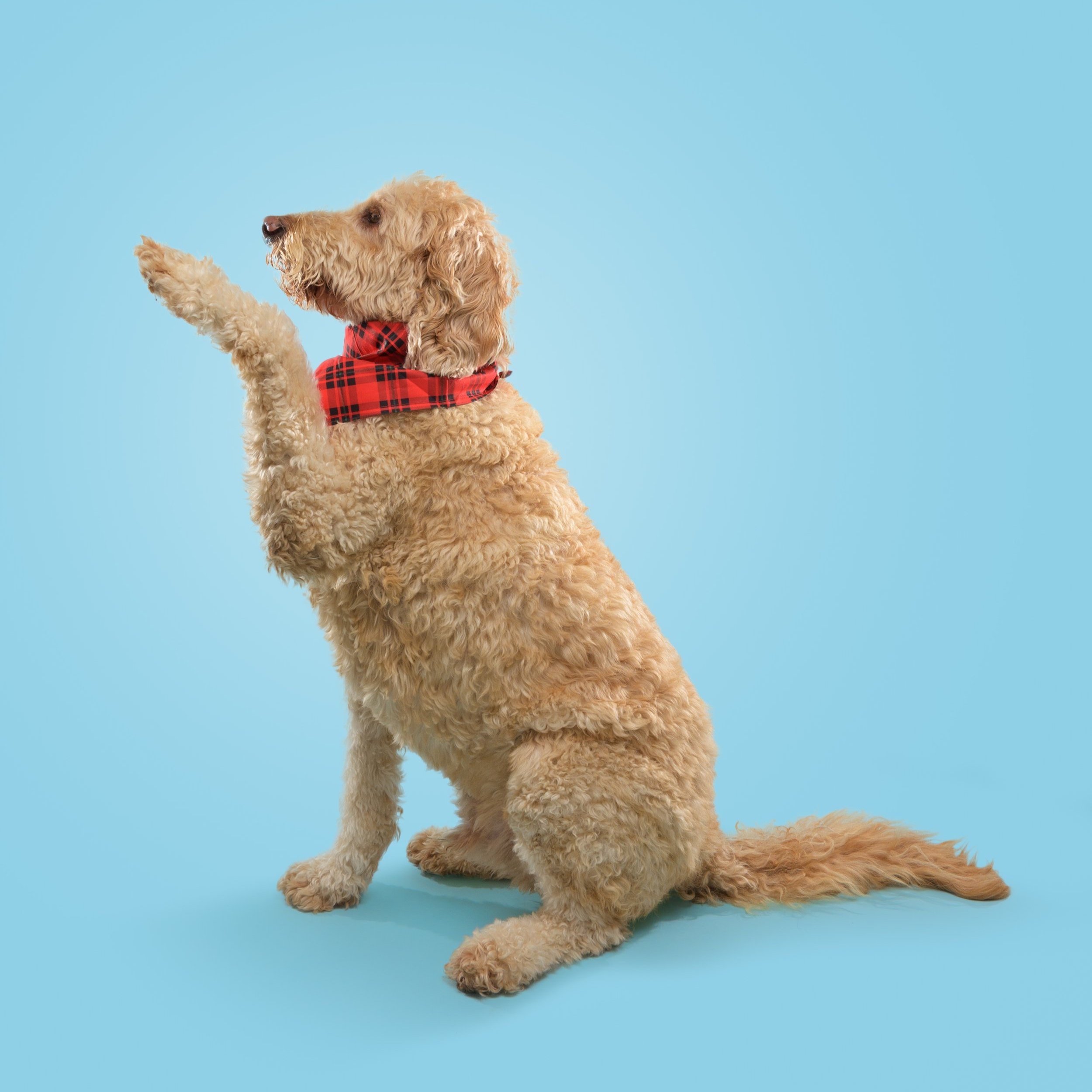 Best Luxury Dog Photographer | Bre McGee - The Dog Photog - Minneapolis ...