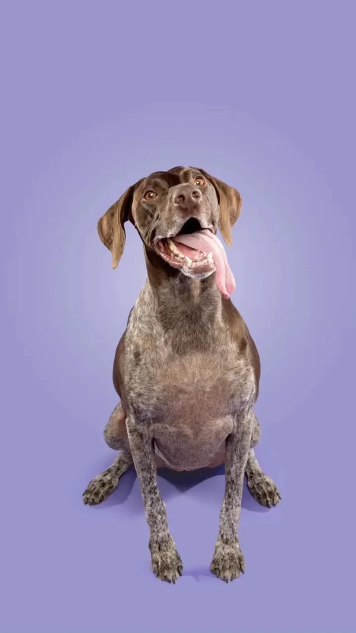 Best Luxury Dog Photographer | Bre McGee - The Dog Photog - Minneapolis ...