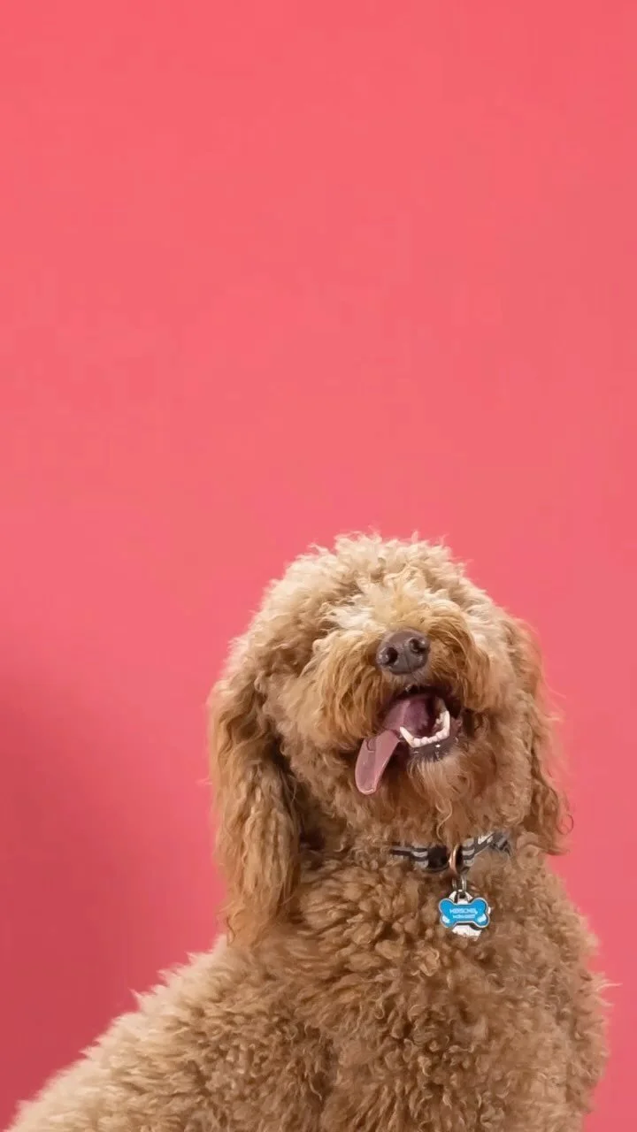 Best Luxury Dog Photographer | Bre McGee - The Dog Photog - Minneapolis ...