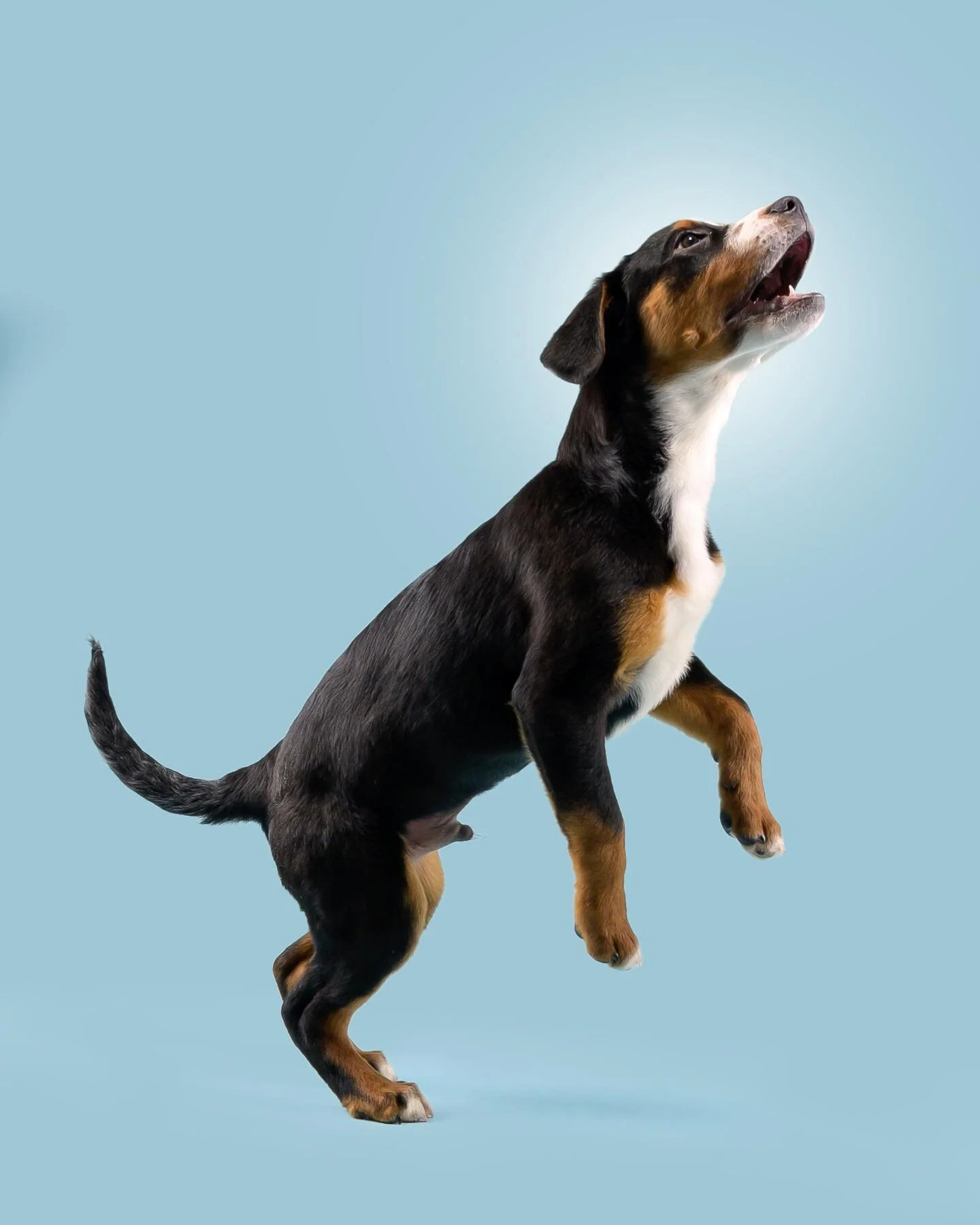 Best Luxury Dog Photographer | Bre McGee - The Dog Photog - Minneapolis ...