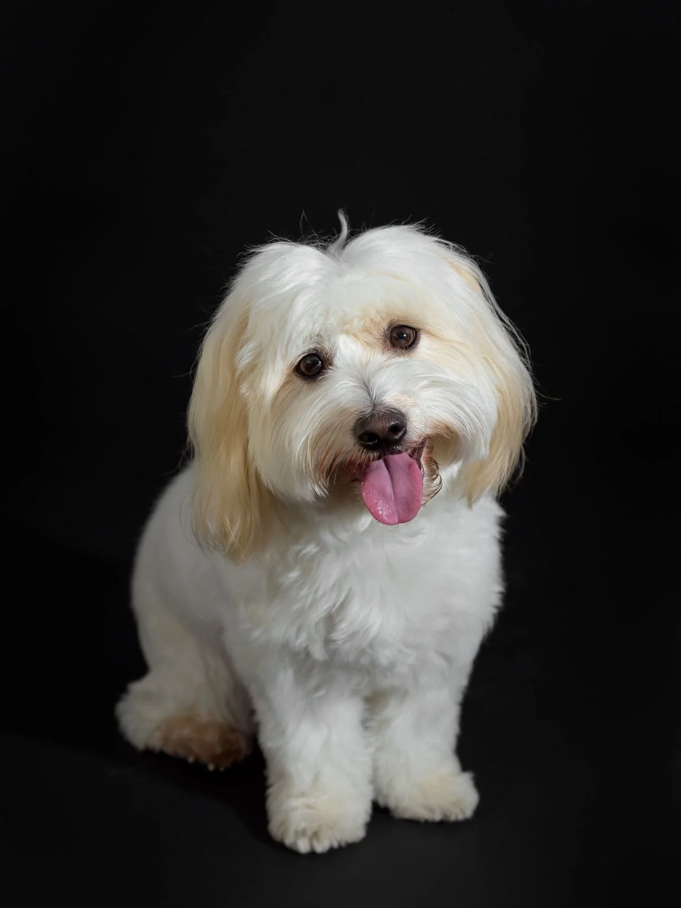 Studio Dog Photographer | Bre McGee - The Dog Photog - Minneapolis, St ...