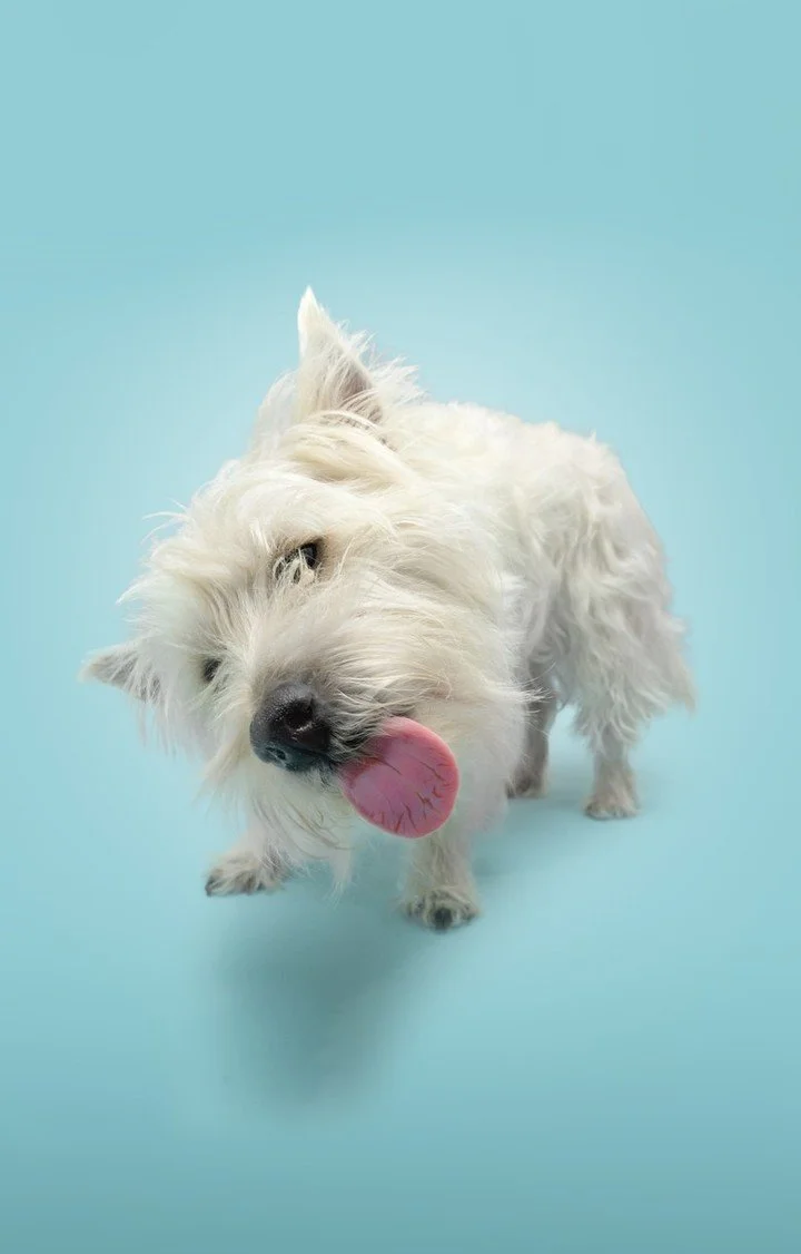 Premium Studio Dog Portraits | Minneapolis Dog Photographer