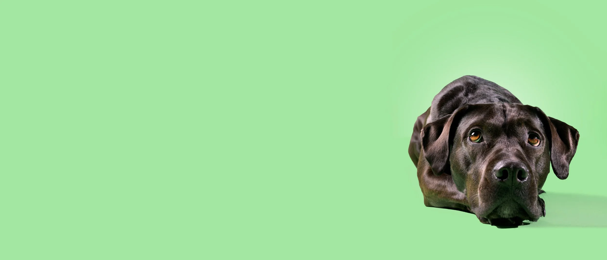 Best Luxury Dog Photographer | Bre McGee - The Dog Photog - Minneapolis ...