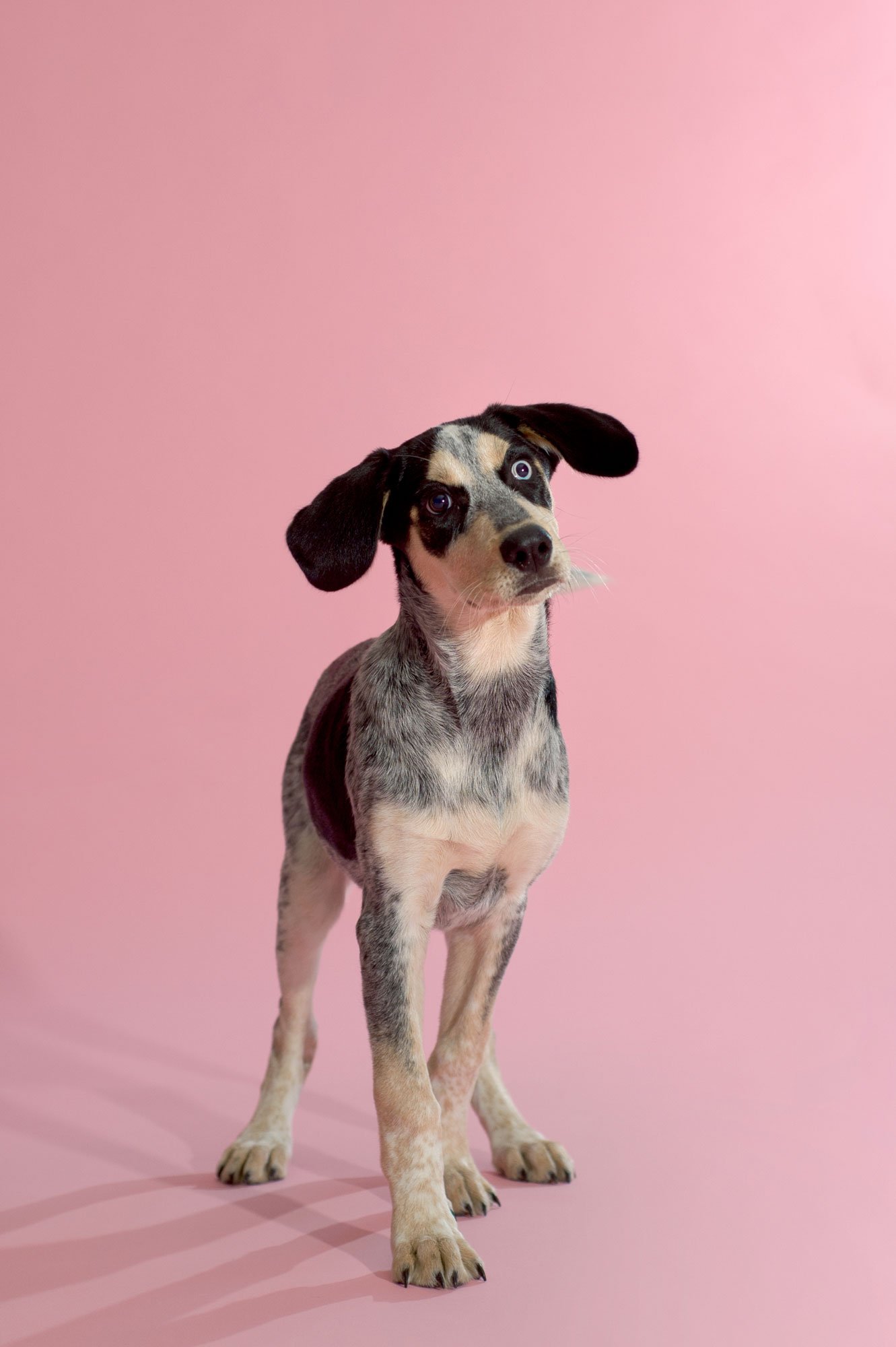 Best Luxury Dog Photographer | Bre McGee - The Dog Photog - Minneapolis ...