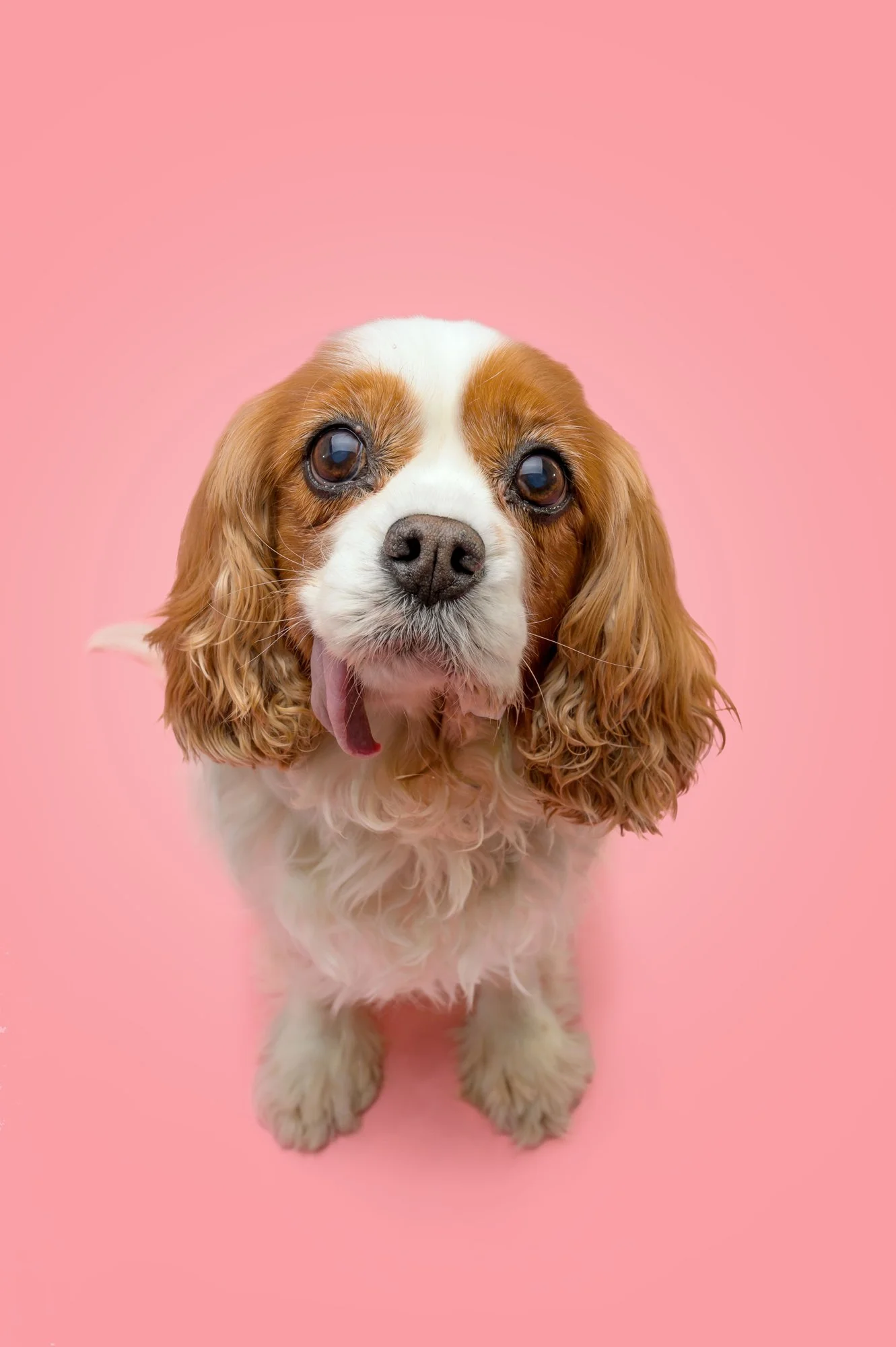 Best Luxury Dog Photographer | Bre McGee - The Dog Photog - Minneapolis ...