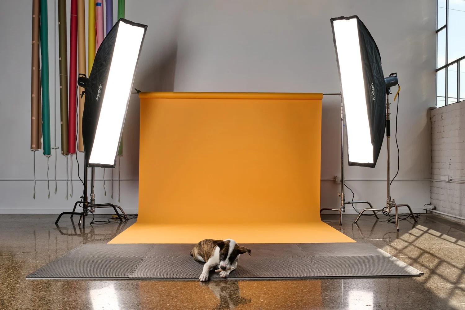 Premium Studio Dog Portraits | Minneapolis Dog Photographer