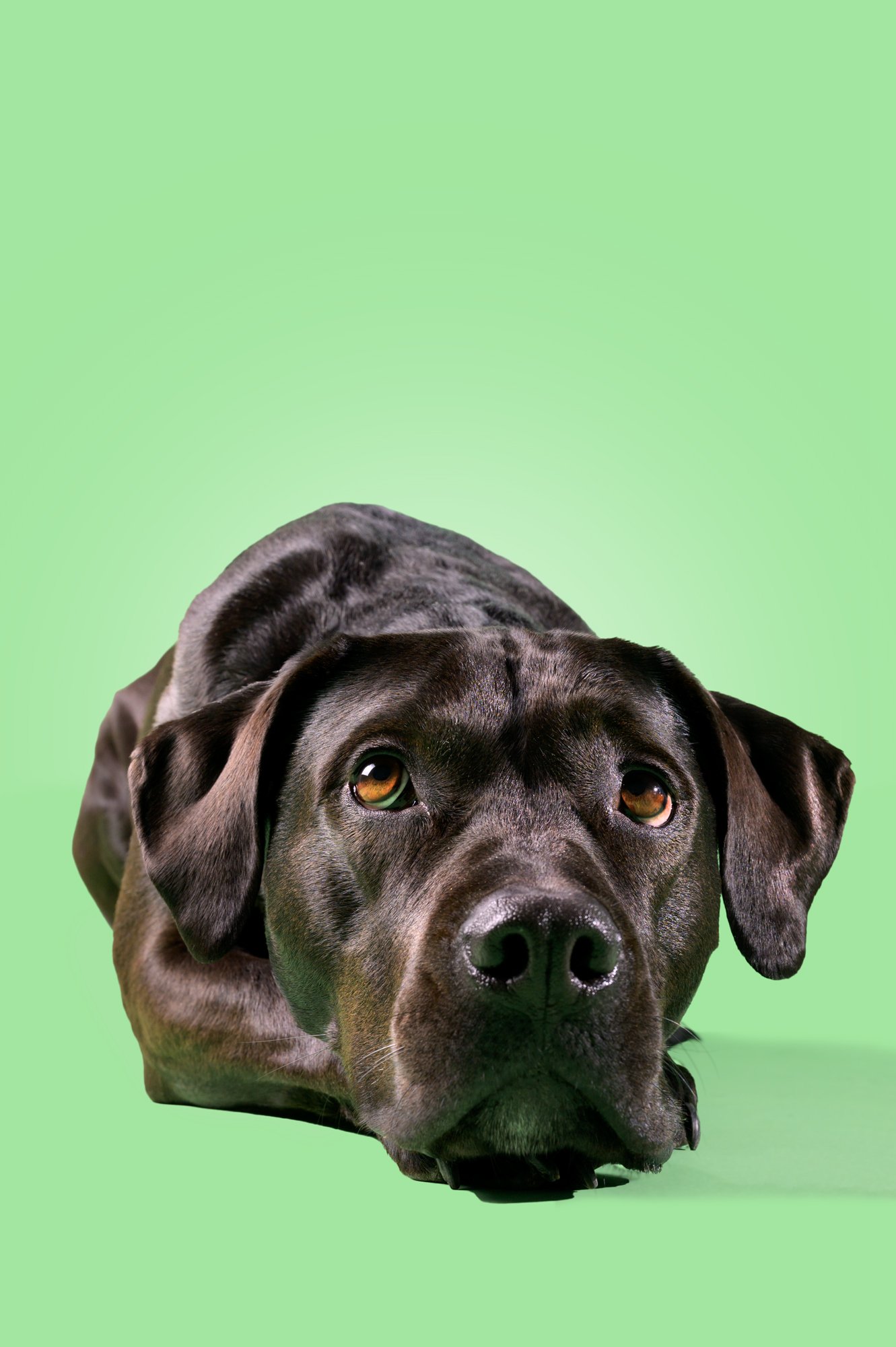 Best Luxury Dog Photographer | Bre McGee - The Dog Photog - Minneapolis ...