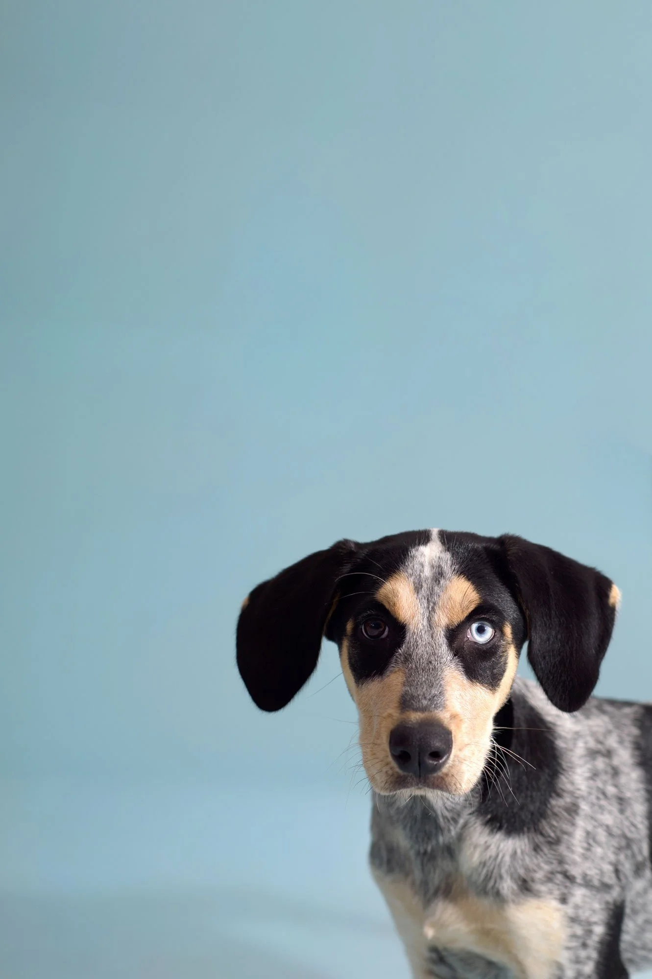 Best Luxury Dog Photographer | Bre McGee - The Dog Photog - Minneapolis ...