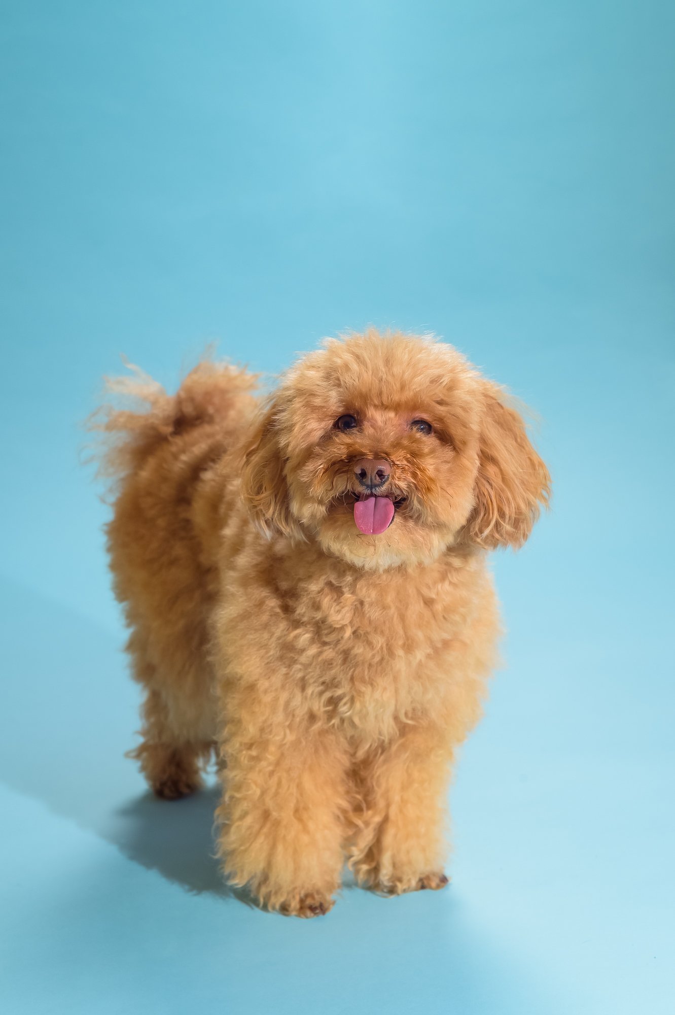 Best Luxury Dog Photographer | Bre McGee - The Dog Photog - Minneapolis ...