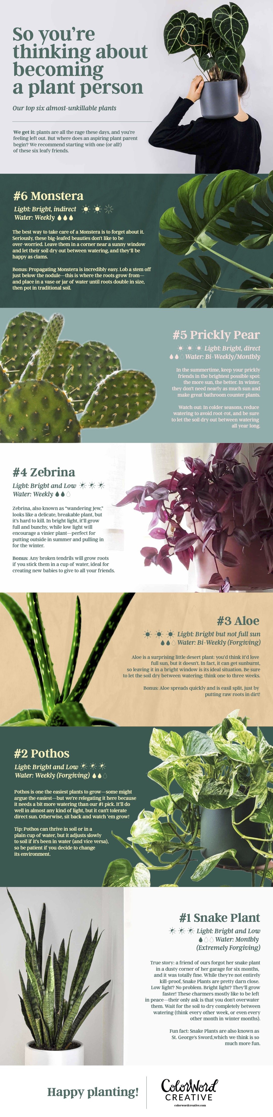 Thinking of Becoming a Plant Person? — ColorWord Creative, Inc.