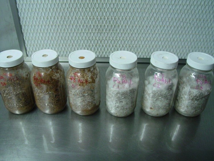 Getting Started: How to Fruit your First Mushroom Block — Shroom Stop