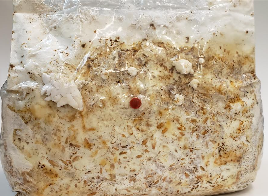 Getting Started: How to Fruit your First Mushroom Block — Shroom Stop