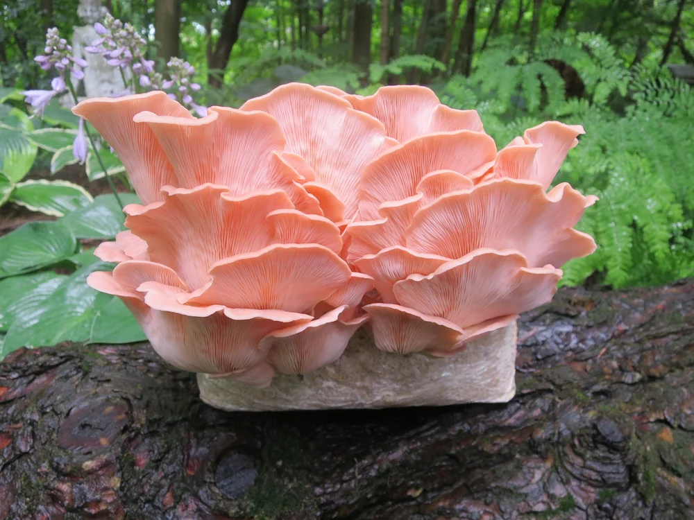 How to Grow Pink Oysters — Shroom Stop