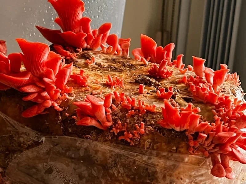 How to Grow Pink Oysters — Shroom Stop