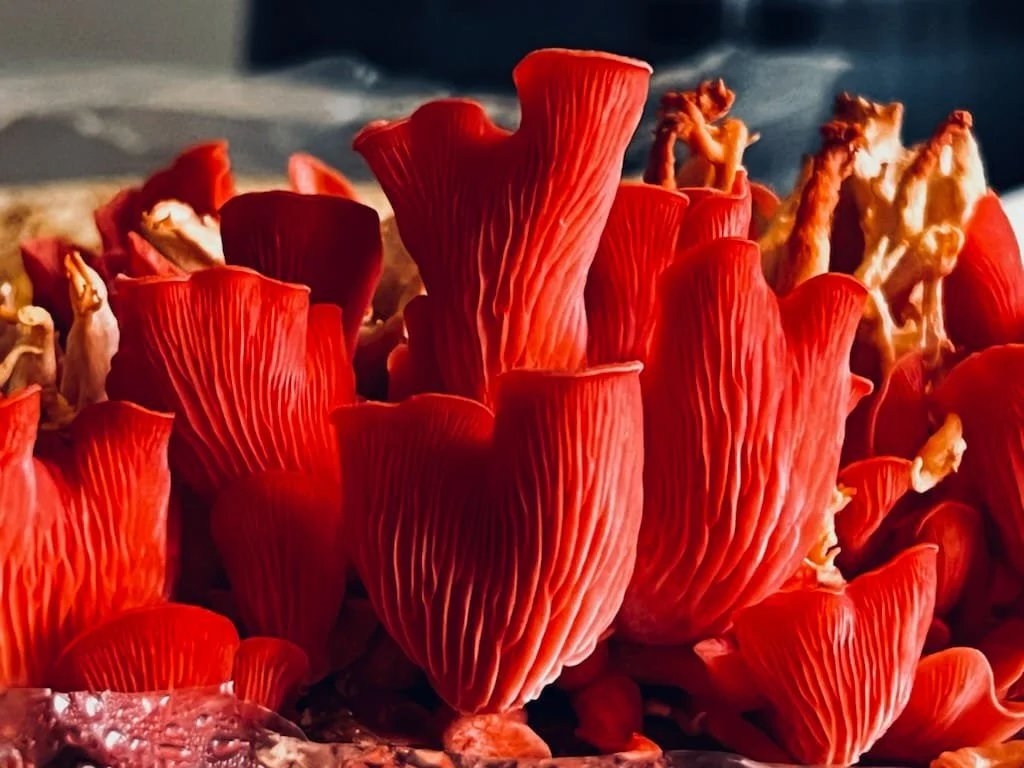 How to Grow Pink Oysters — Shroom Stop