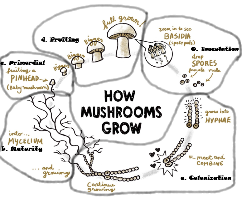 How to Harvest the Perfect Pink Oyster Mushrooms for Flavour and ...