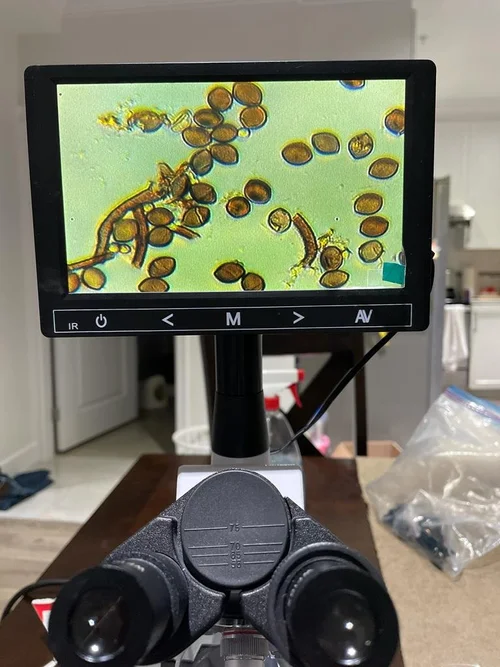 Microscopy and How to identify Hazardous Black Mold in your Home ...