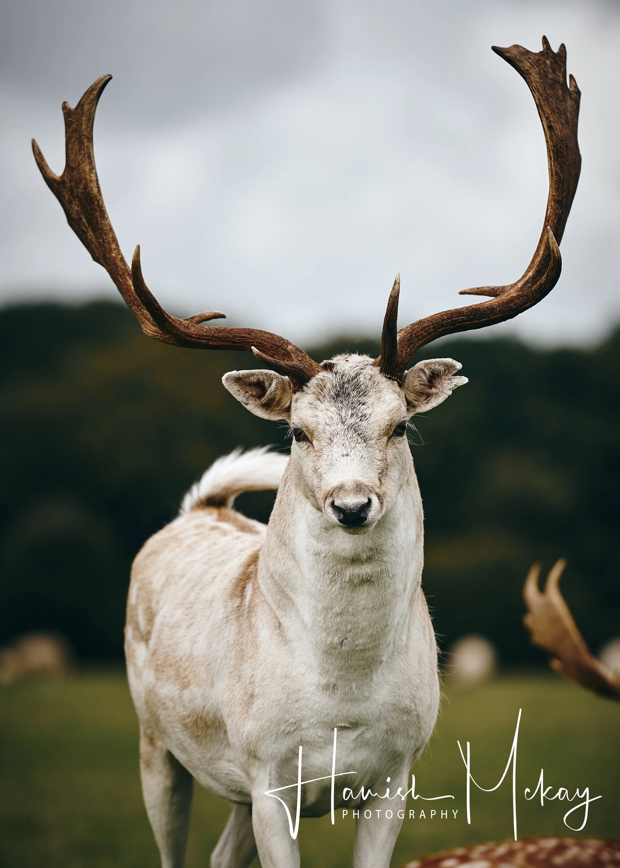 Hamish Mckay Photography