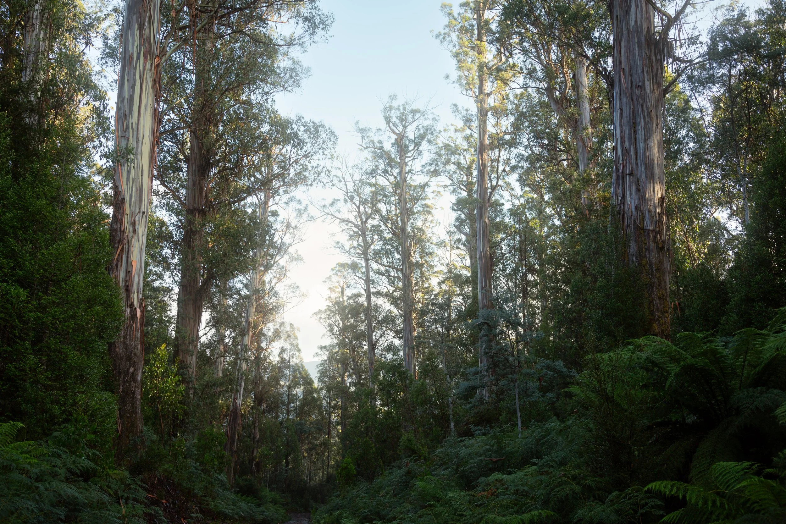 Giant Trees of the Styx Valley Tasmania — The Tree Projects