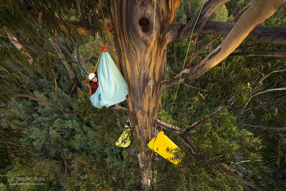 About Us — The Tree Projects