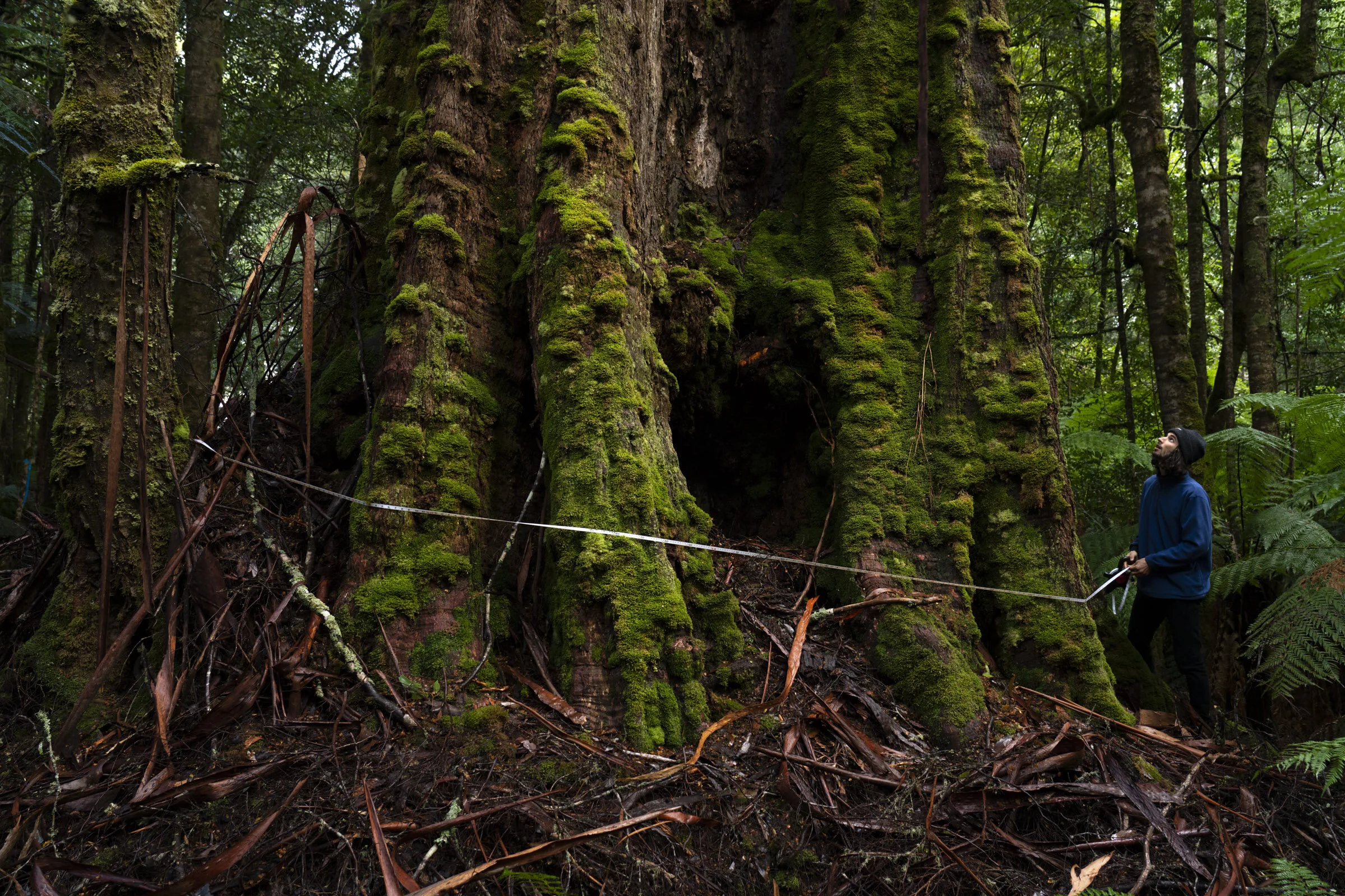 Giant Trees of the Styx Valley Tasmania — The Tree Projects