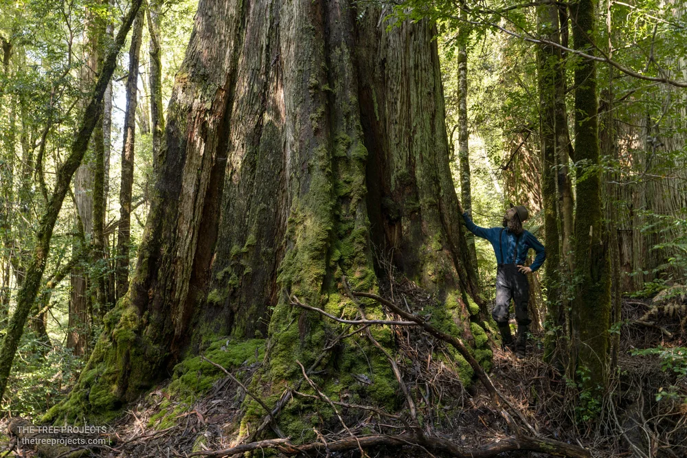 Giant trees of the Wayatinah Tasmania. — The Tree Projects