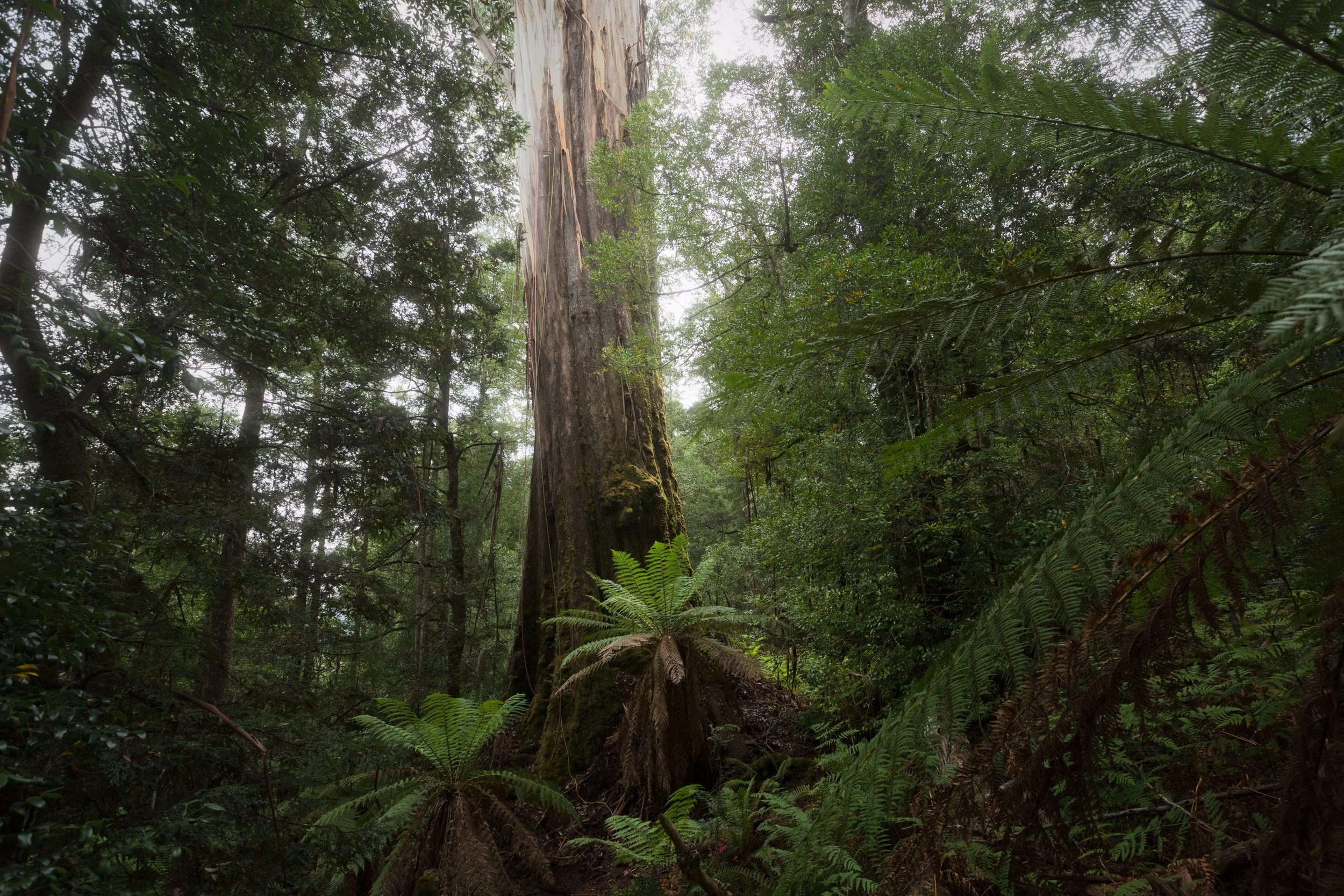 Giant Trees of the Styx Valley Tasmania — The Tree Projects