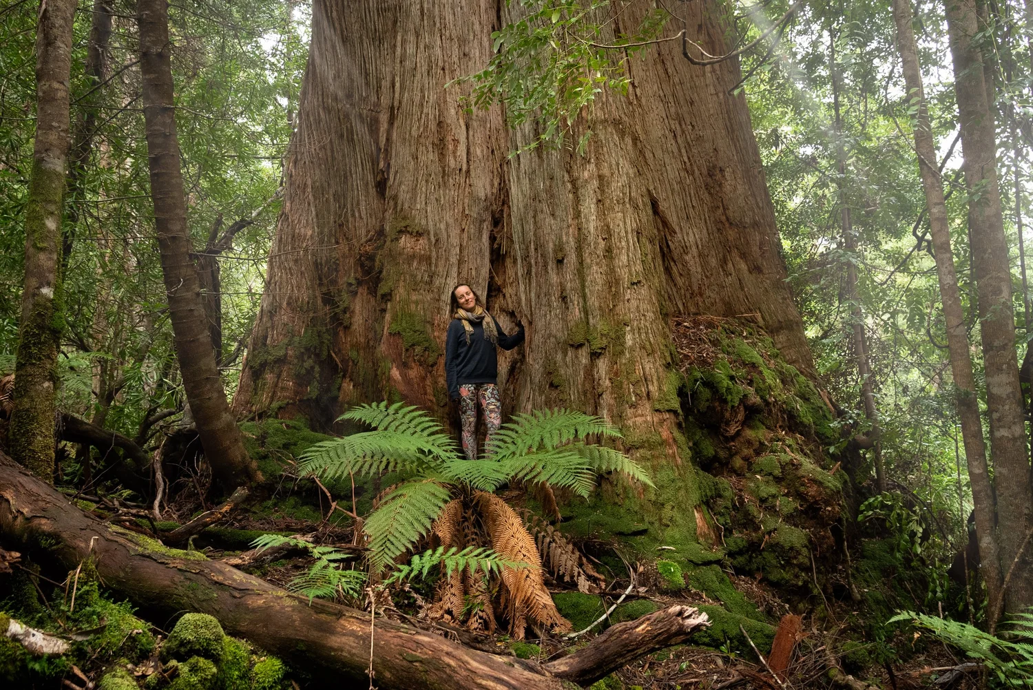 Huon Valley’s Grove of Giants a Tasmanian Giant Tree destination like ...