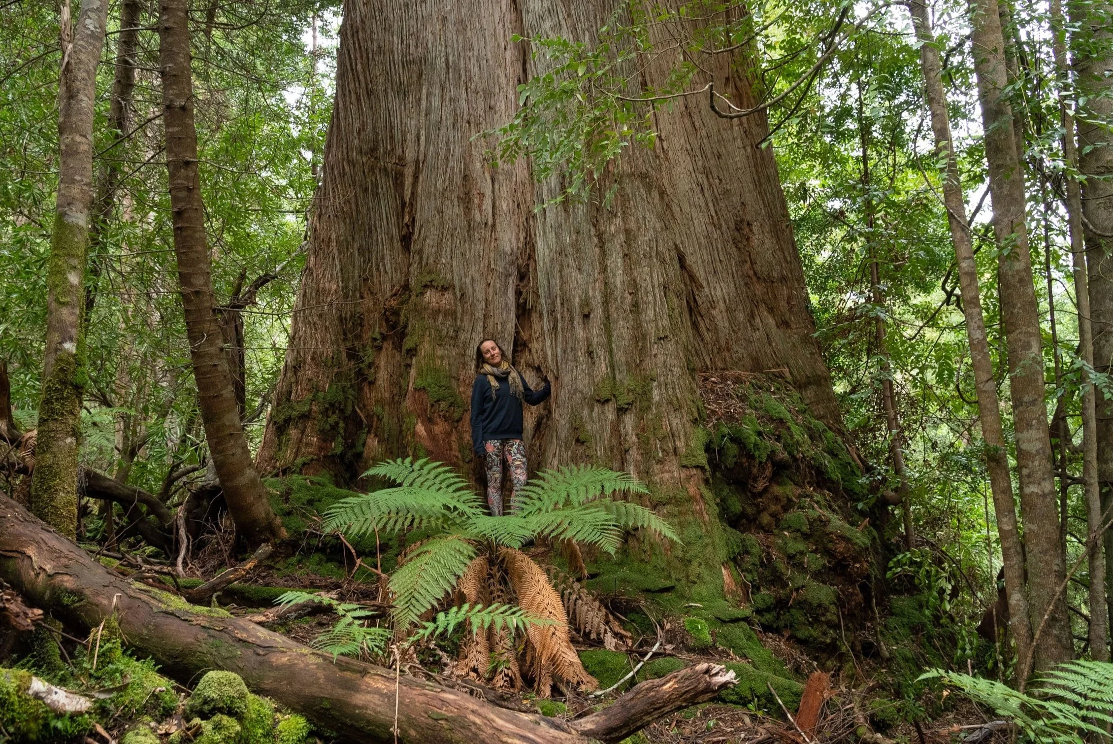 Huon Valley’s Grove of Giants a Tasmanian Giant Tree destination like ...
