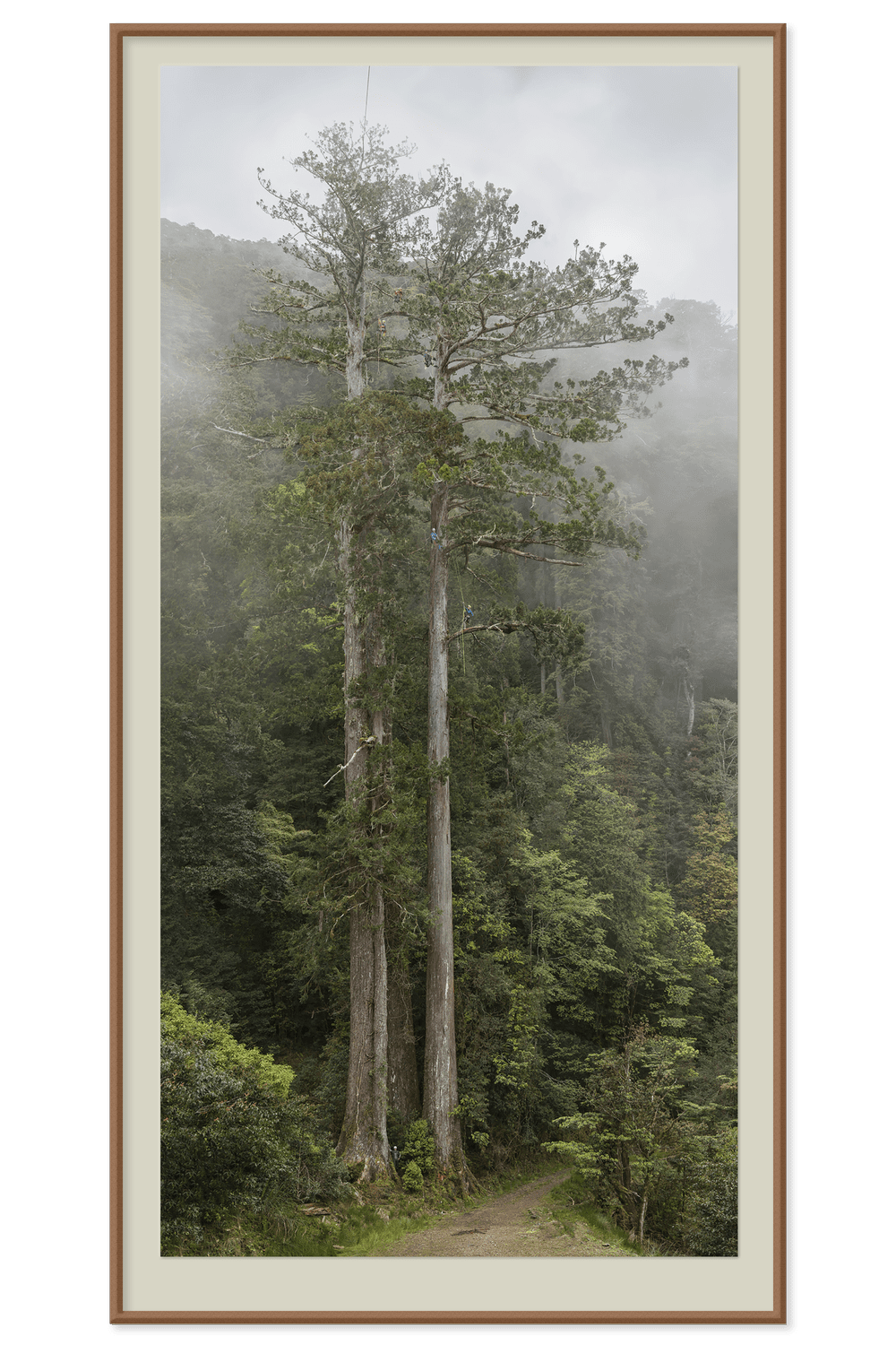 Tree Portraits — The Tree Projects