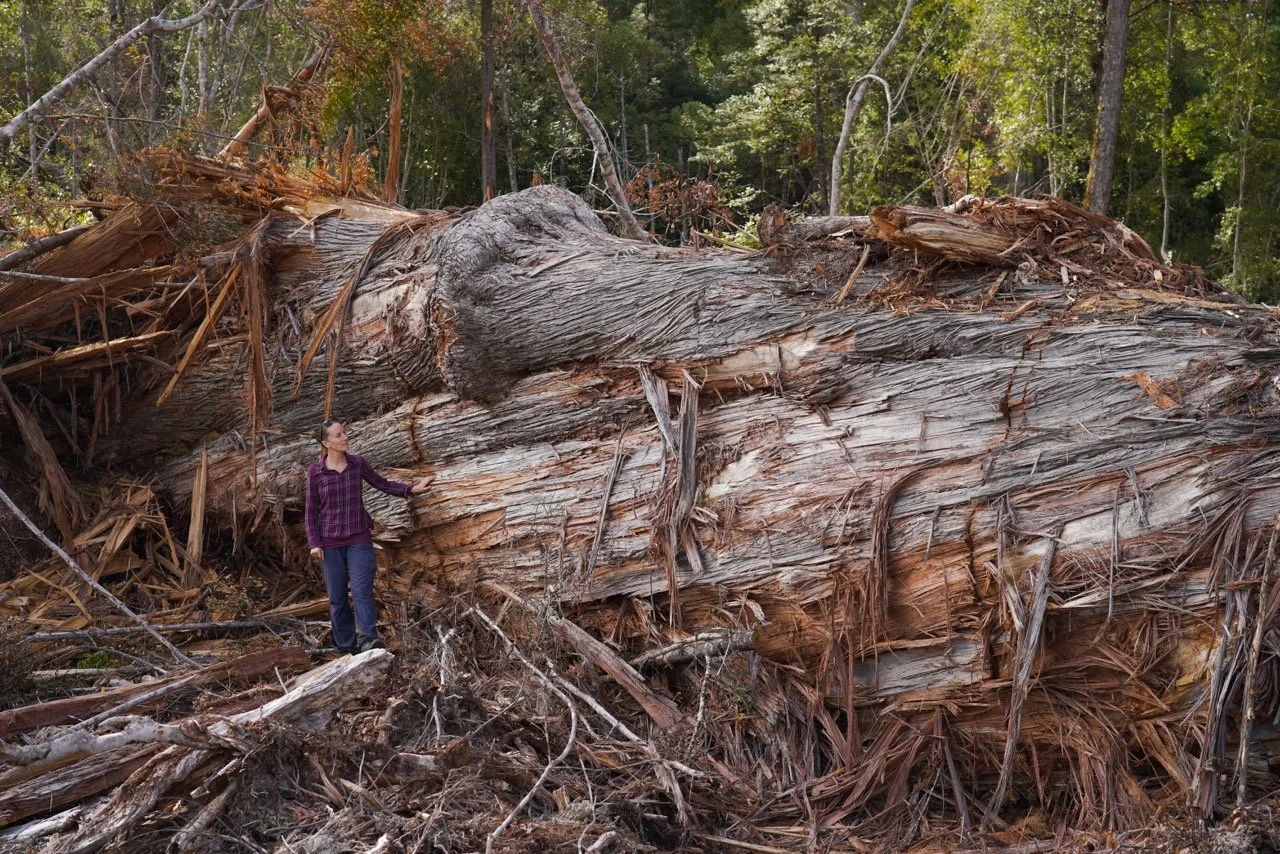 The Basics — The Tree Projects