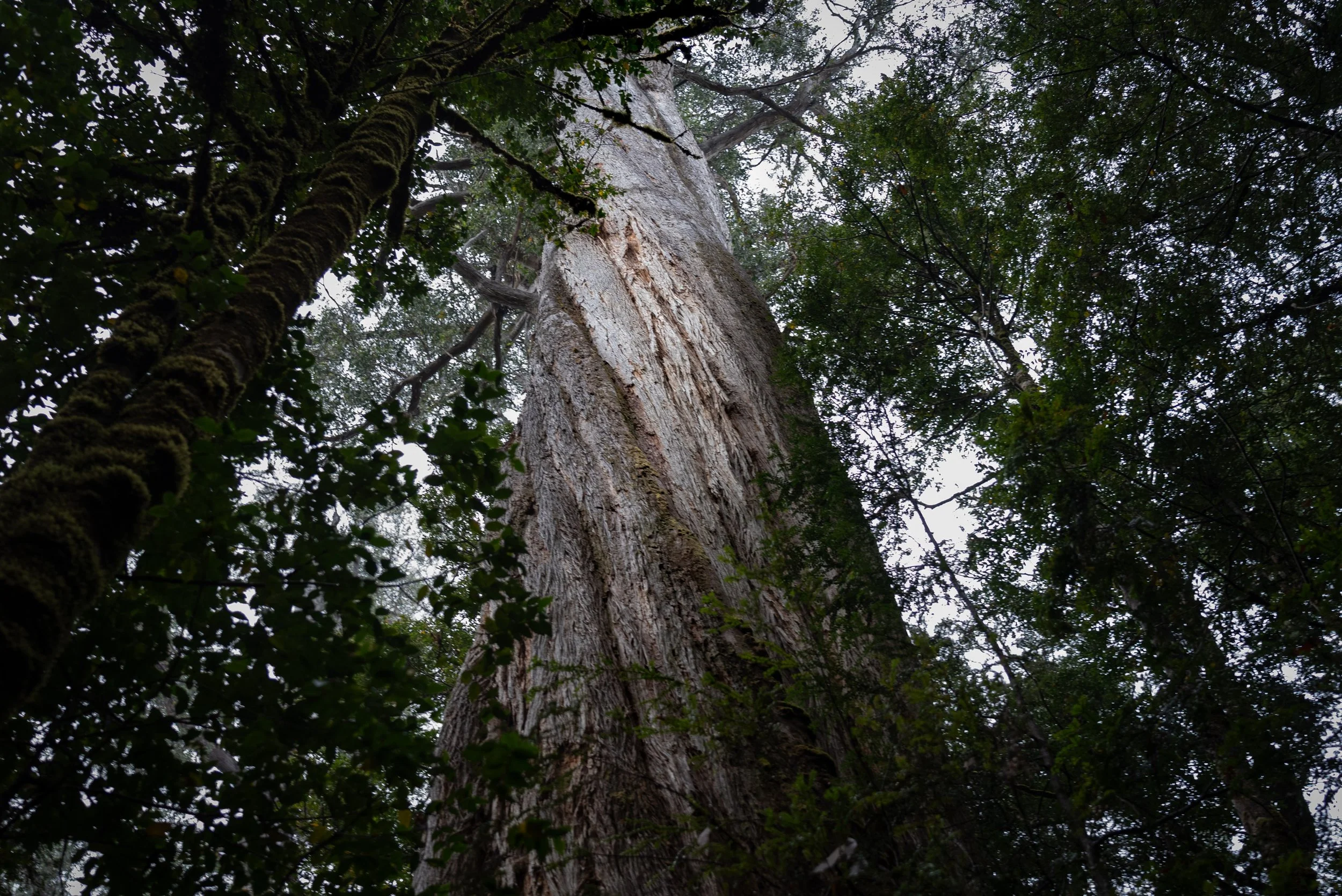 Giant Trees of the Florentine Valley Tasmania — The Tree Projects