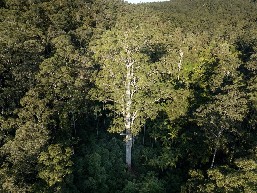 NSW's Tallest Trees — The Tree Projects