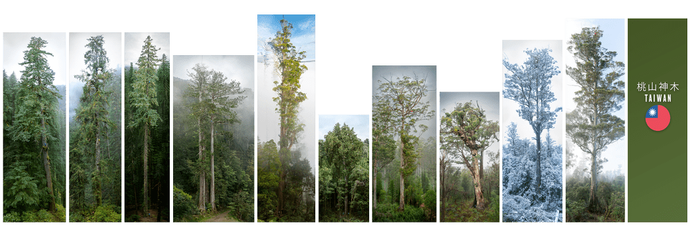 Tree Portraits — The Tree Projects