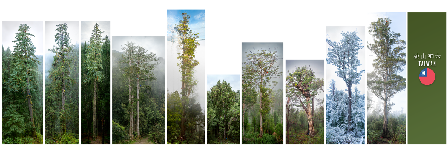 Tree Portraits — The Tree Projects