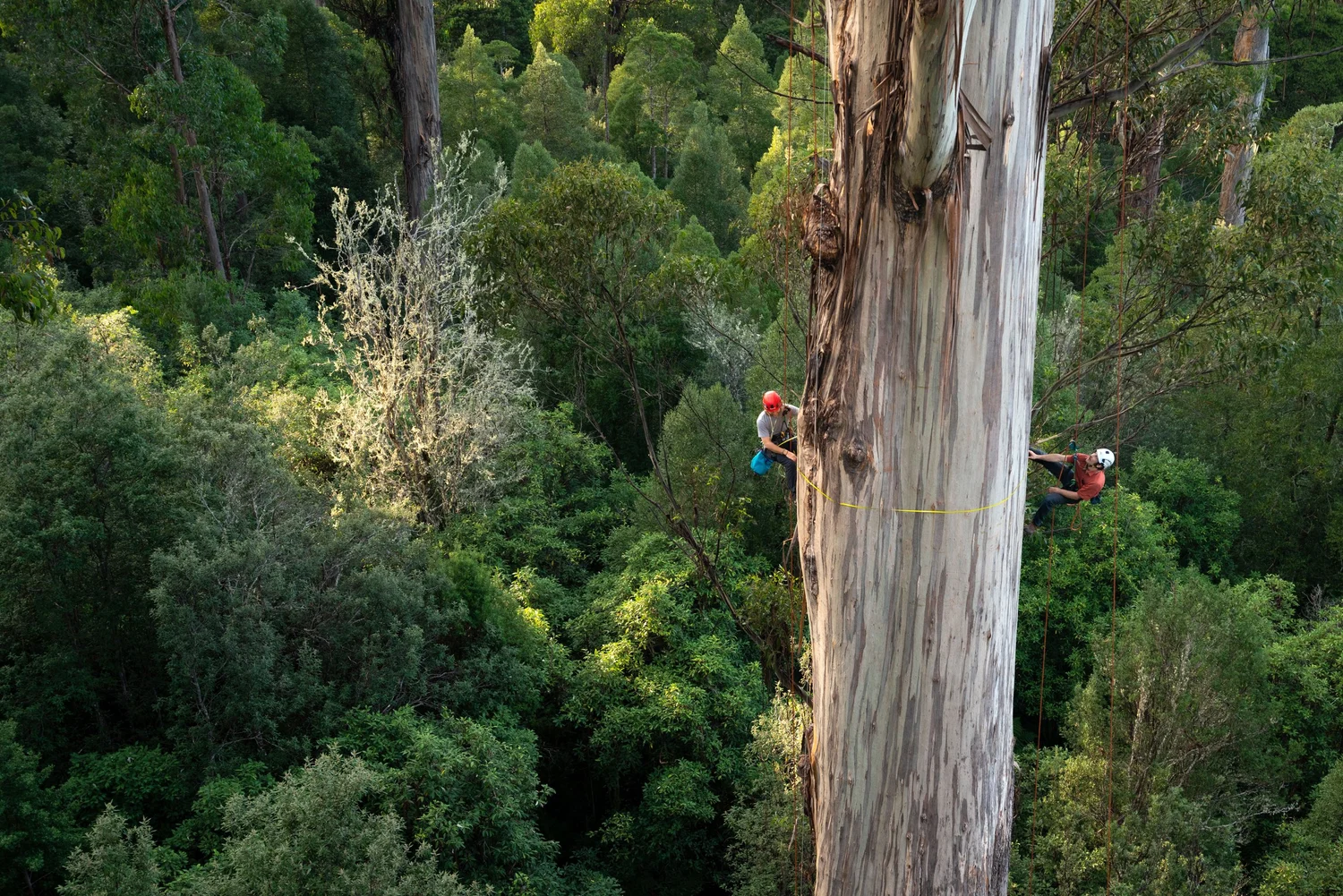 Giant Trees of the Styx Valley Tasmania — The Tree Projects