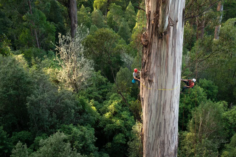 Giant Trees of the Styx Valley Tasmania — The Tree Projects