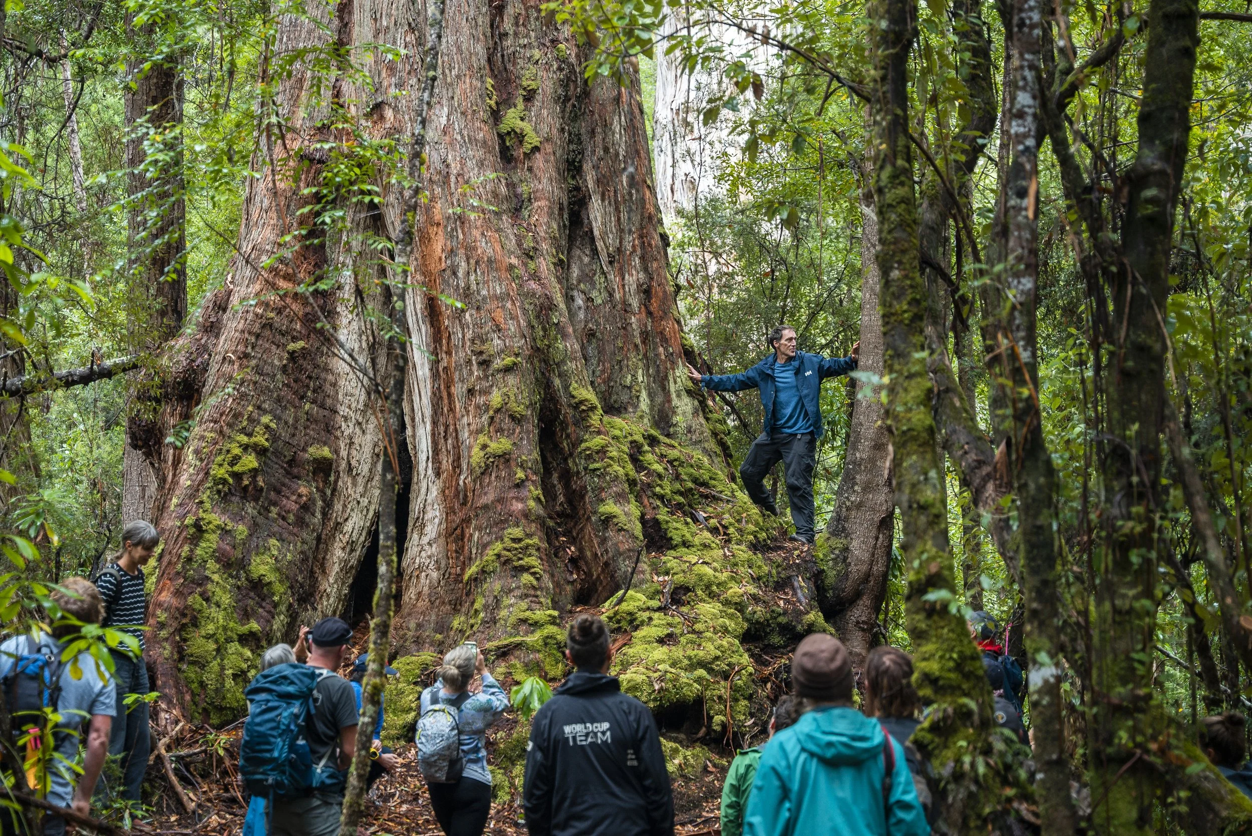 Huon Valley’s Grove of Giants a Tasmanian Giant Tree destination like ...