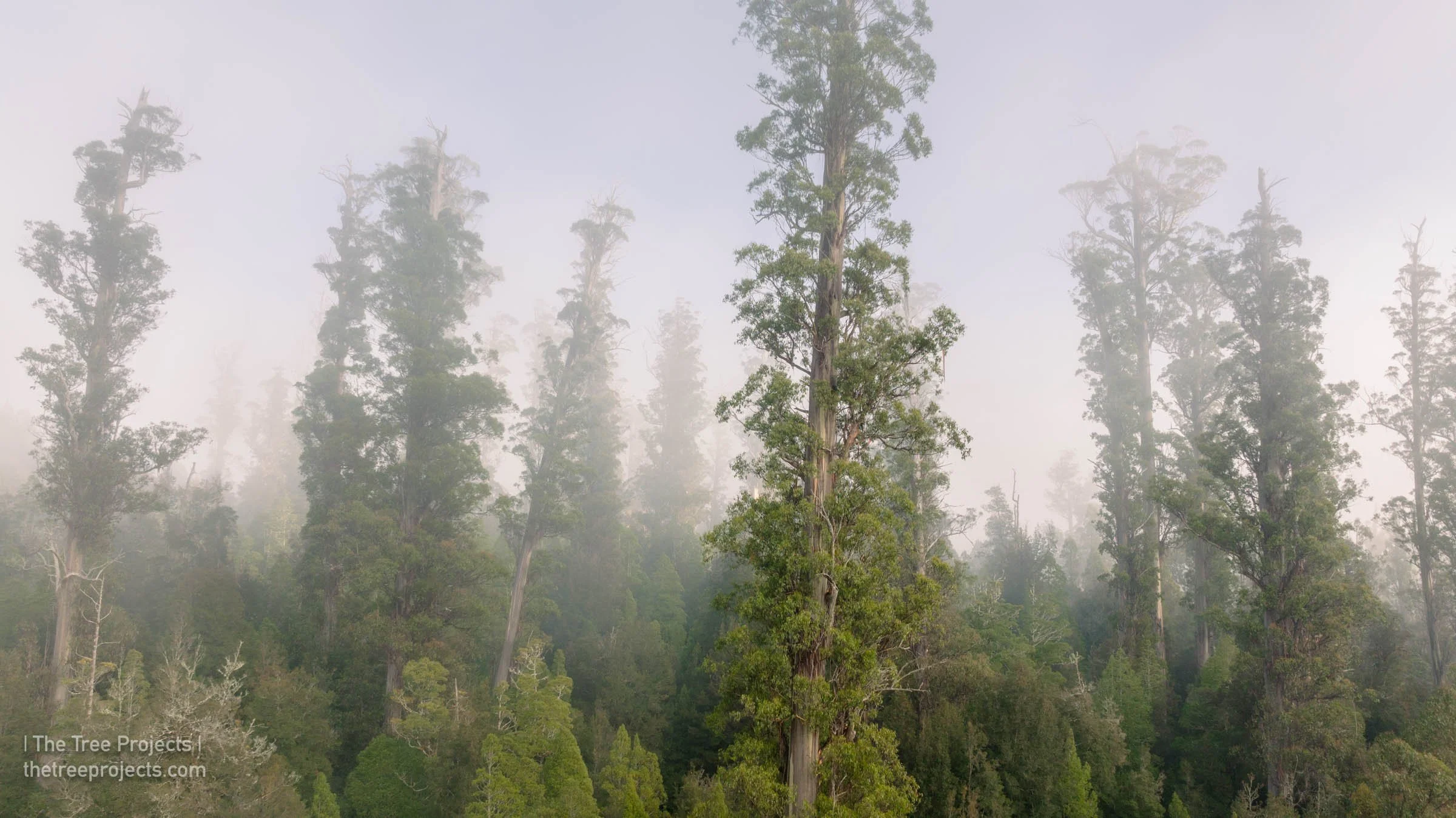 Sydney Premiere — The Tree Projects