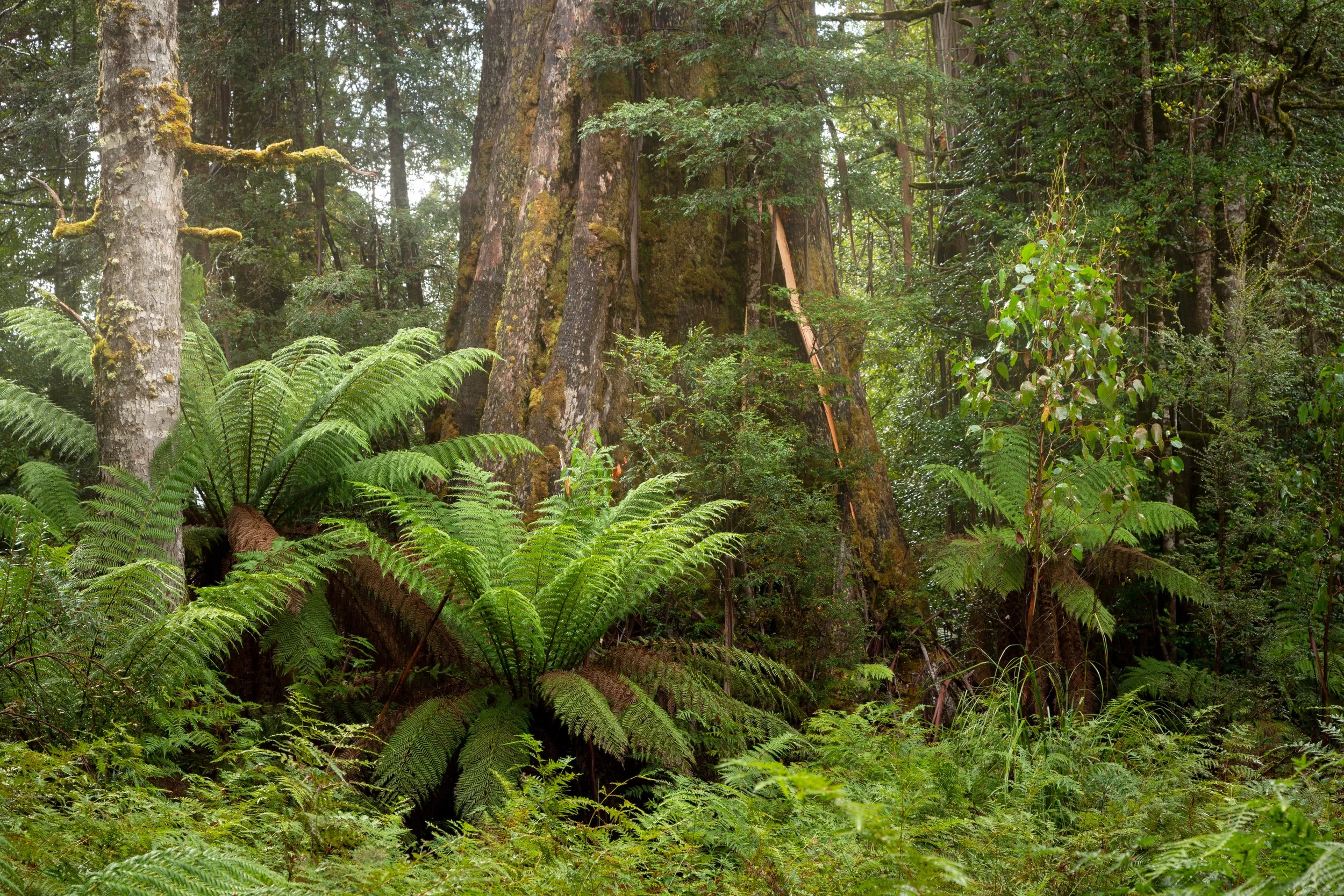 Giant Trees of the Styx Valley Tasmania — The Tree Projects