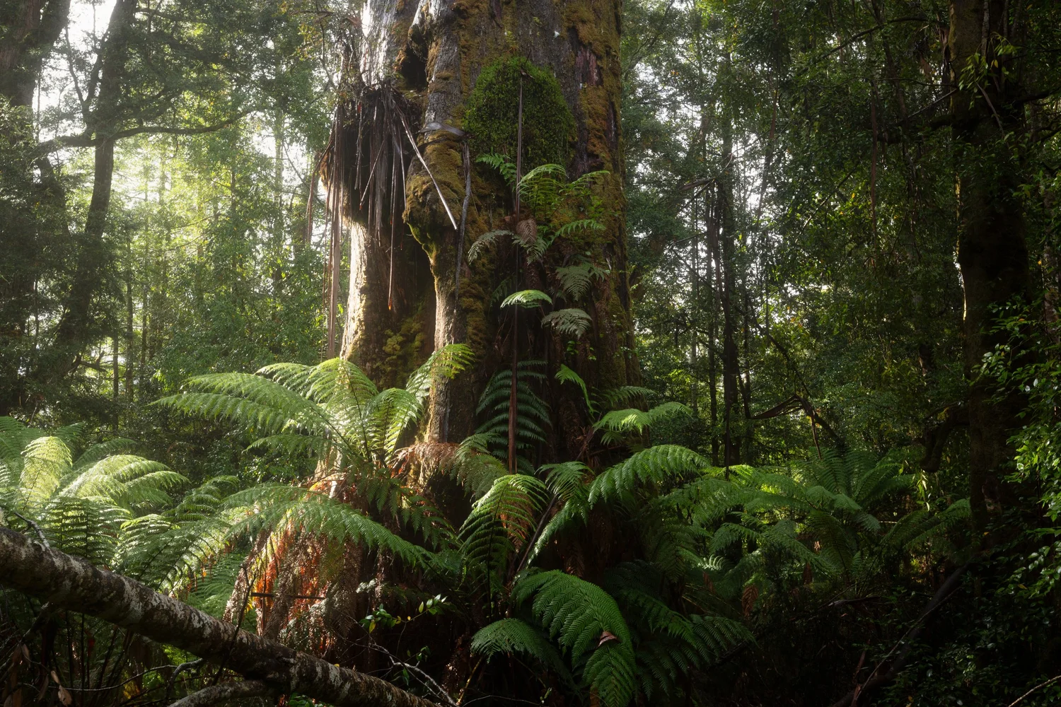 A Future Vision for Tasmania’s Forests — The Tree Projects