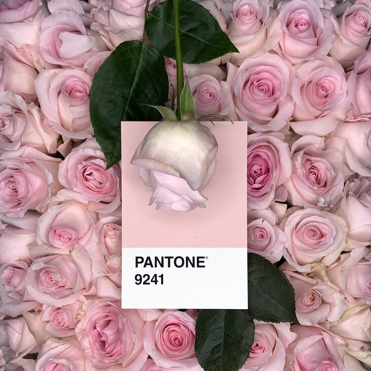 Pantone Pop Holiday Greeting Card — Sizemore Color Studios