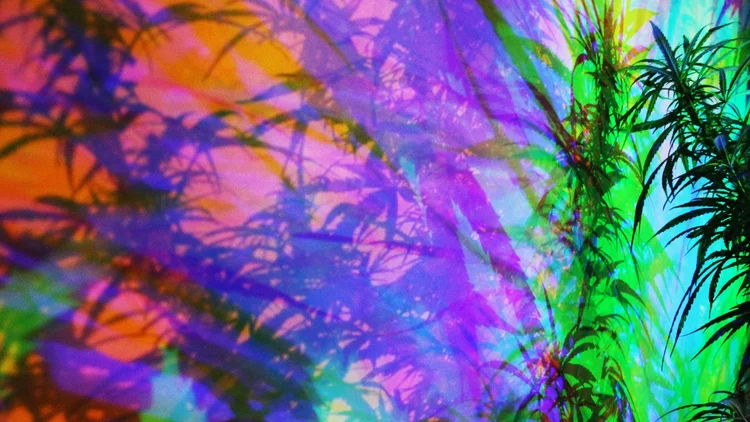 The Science Behind Creativity and Cannabis: An Interview With Shawn ...