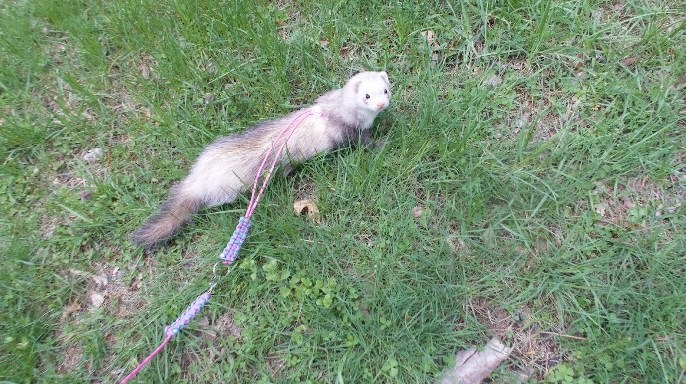 5 Outdoor Pet Products for Ferrets and Other Small Pets — Ferret Tails