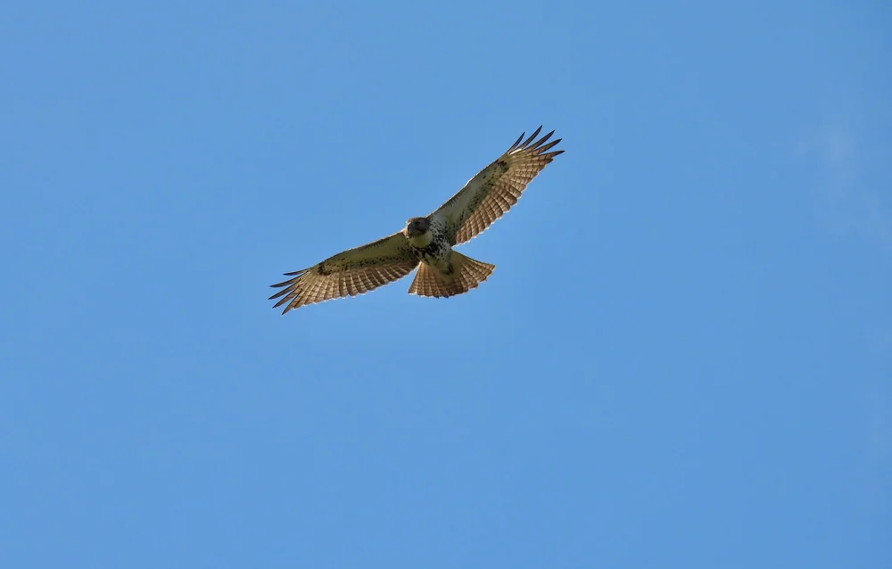 Course - Identifying Raptors in Flight — Birding Pictures