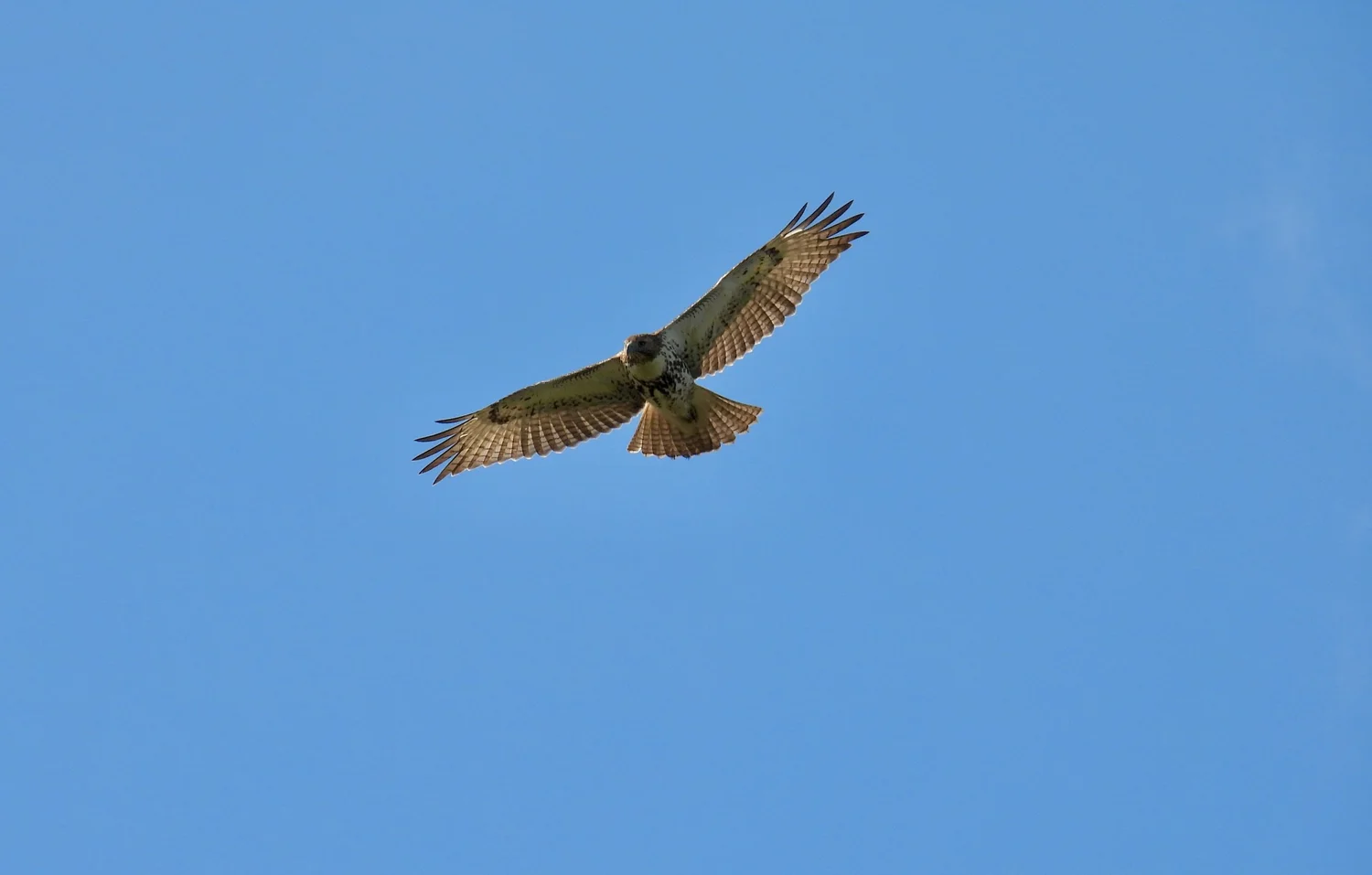 Course - Identifying Raptors in Flight — Birding Pictures